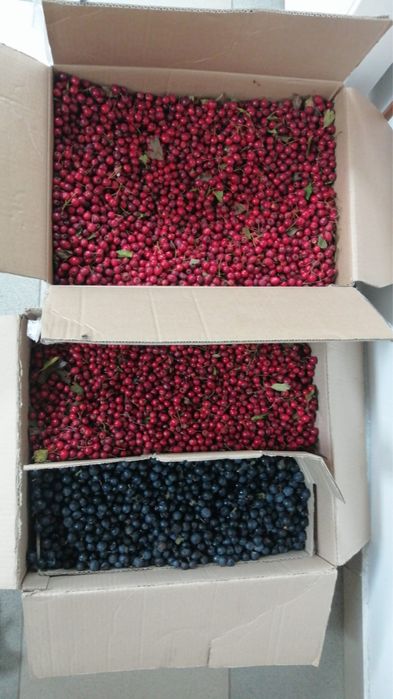 Porumbe fructe de padure Moara Vlasiei • OLX.ro