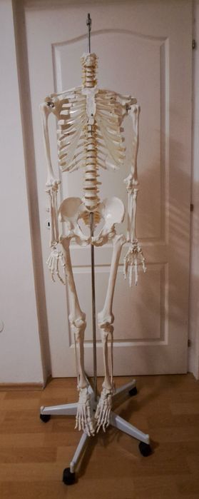 Schelete Uman Anatomie Galati • OLX.ro