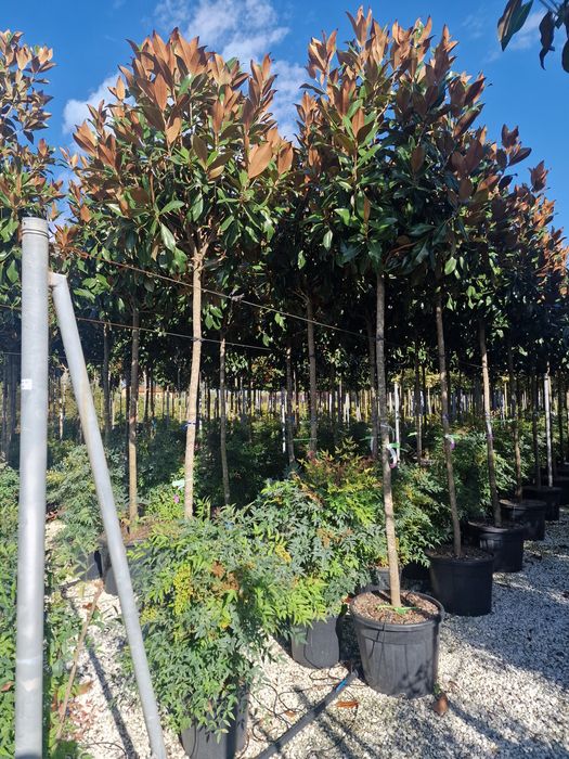 Vand magnolia grandiflora copac Oradea • OLX.ro