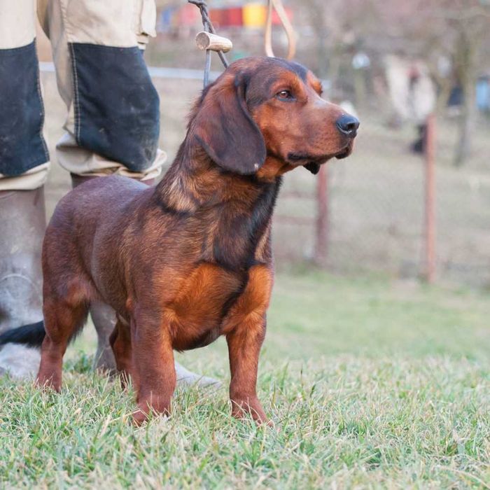 Dacksbrake mascul Bistrita • OLX.ro