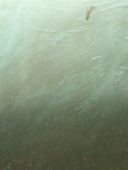 Аквариумни охлюви гр. Плевен Дружба 2 • OLX.bg