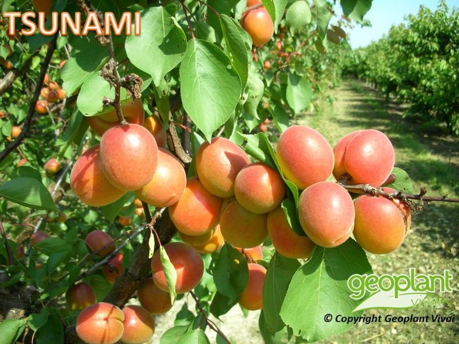 Cais Timpuriu primavara 2024 Suceava • OLX.ro