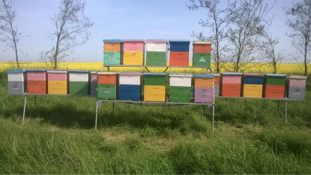 Modul apicol/ rastel apicol Lipia • OLX.ro