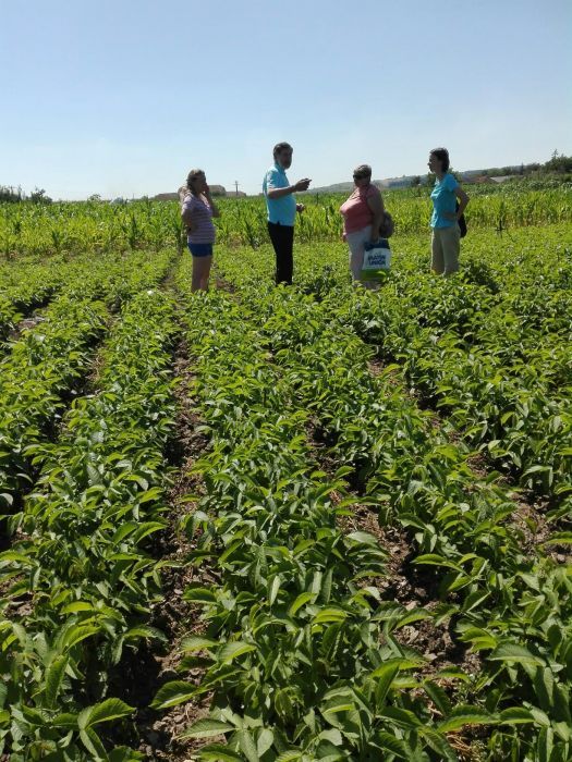 Nuc chandler.Aluni soiuri.catina,afin.soc.Stalpi zincati.Migdal.Visin ...
