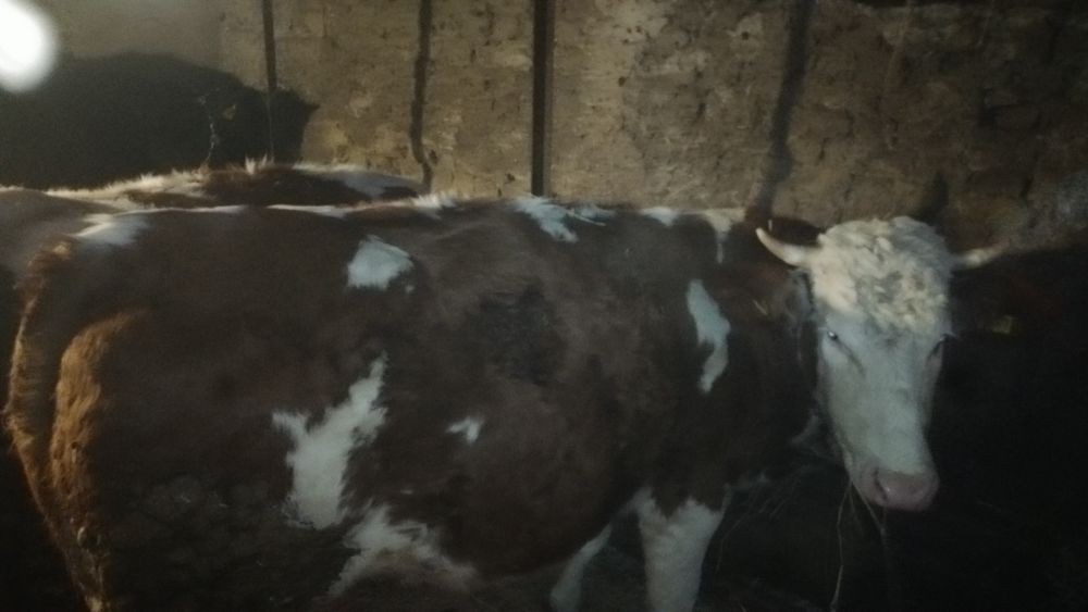 Vaci baltata de vazare Sacueni • OLX.ro