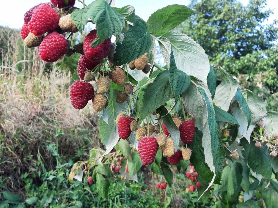 Vindem drajoni de Zmeură Suceava • OLX.ro