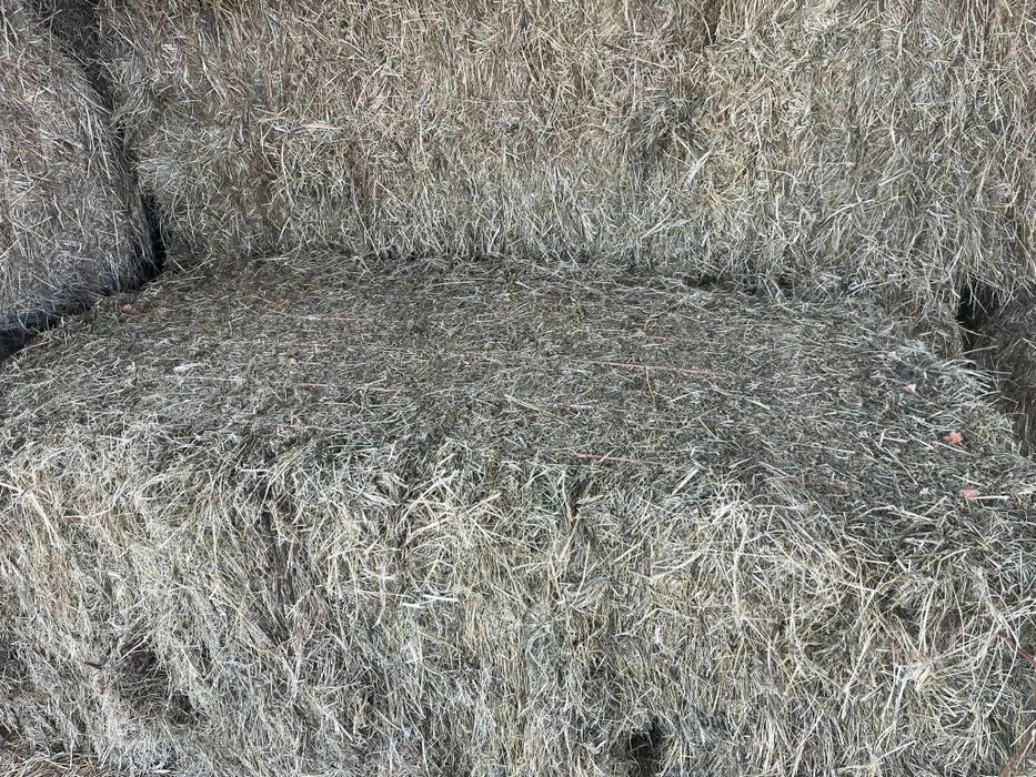 Cea mai buna calitate baloti lucernă coasta a 3 Babeni • OLX.ro