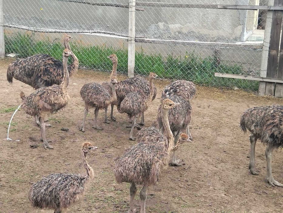 Struti plata cash,cereale, lemne de foc Gherghesti • OLX.ro