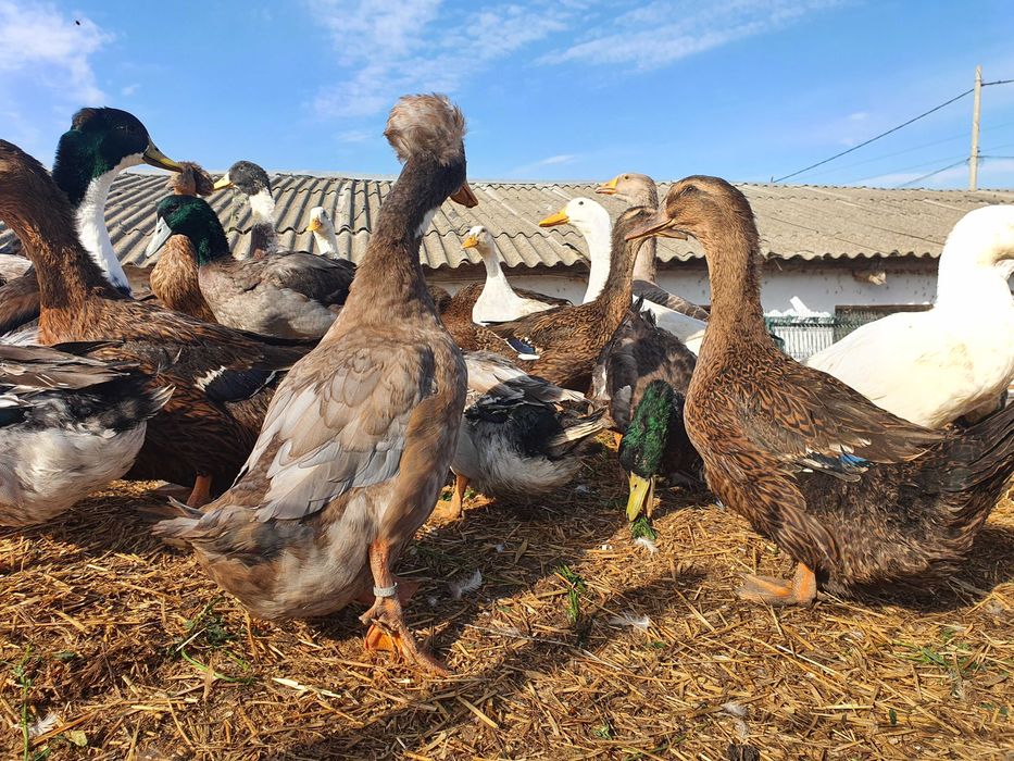 Boboci de rață gigant Isabella XXL Tulcea • OLX.ro