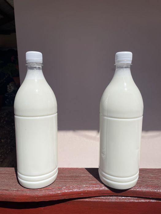 Lapte de capră! Falticeni • OLX.ro