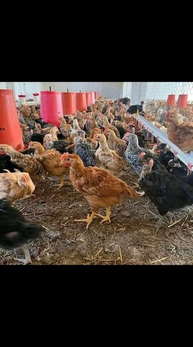 Pasari - Pui de carne ,porumbaci si gaini albe si roșii ouătoare Barlad ...