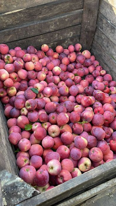 Mere de vânzare florina Voinesti • OLX.ro