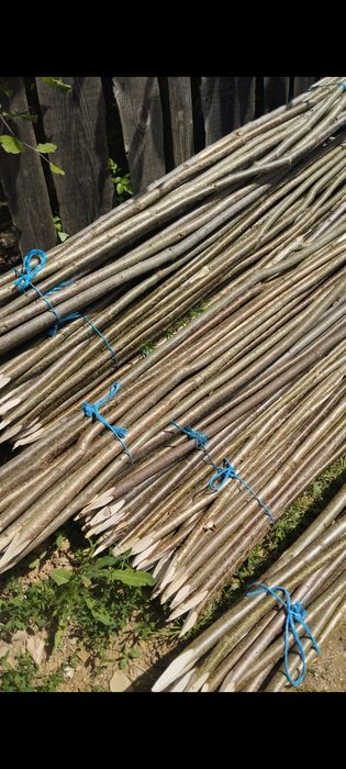 Araci de fasole și rosii Brasov • OLX.ro