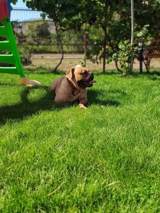 American Bully mascul Jibou • OLX.ro
