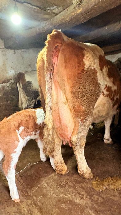 Vând Vaca baltata românească cu vitea recent fatata 35 litri lapte la ...