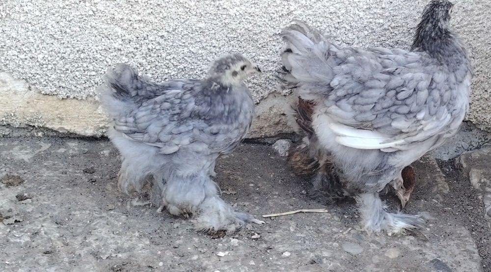 Pui brahma de 6 și 9 săptămâni Iasi • OLX.ro