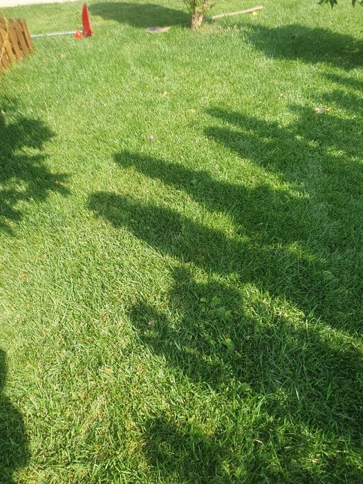 Tuns gazon, tăiat iarbă, întreținere spatii verzi Piatra Neamt • OLX.ro