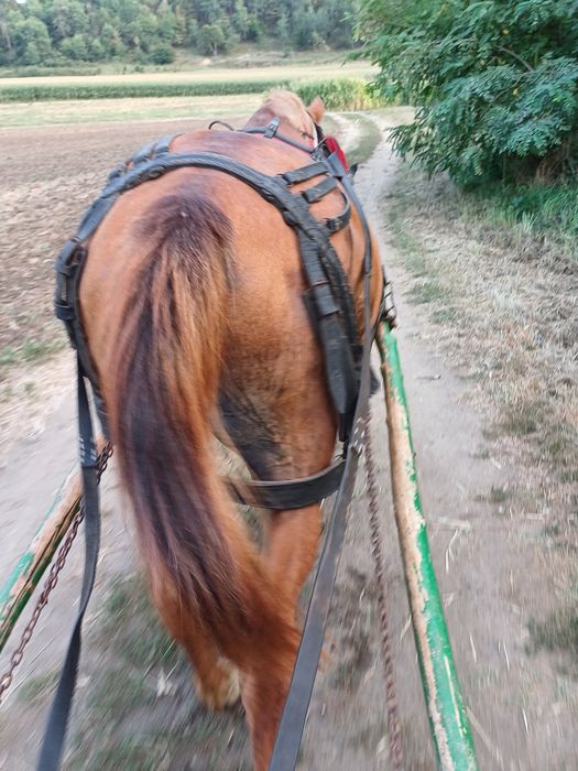 Cal de vânzare castrat Seica Mare • OLX.ro