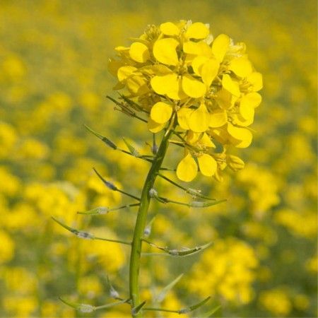 Samanta trifoi, ghizdei, mustar, raigras, facelia, golomat, lucerna ...