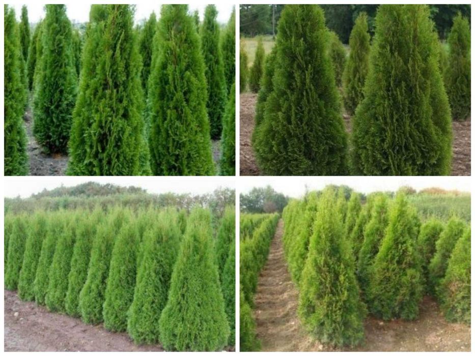 Tuia smarald, columnaris, leylandi, mesteacăn, magnolie, brazi Harlau ...