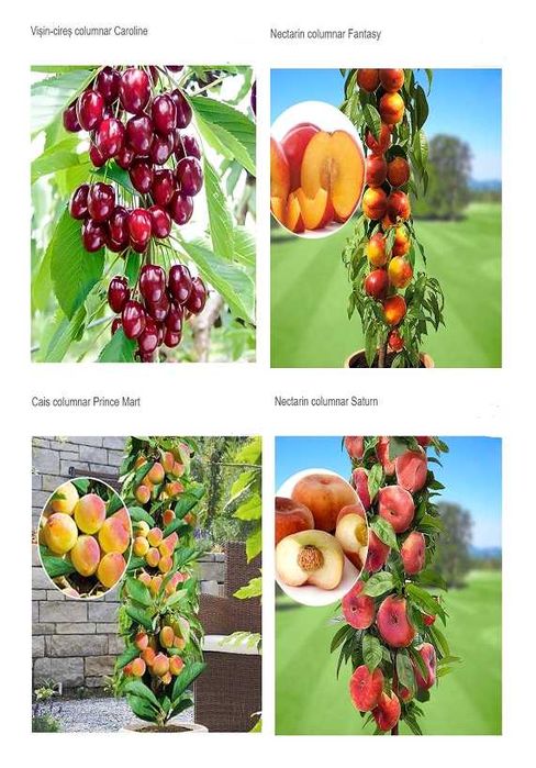 Pomi fructiferi columnari si pitici mar,cires-50+25 gratis Bucuresti ...