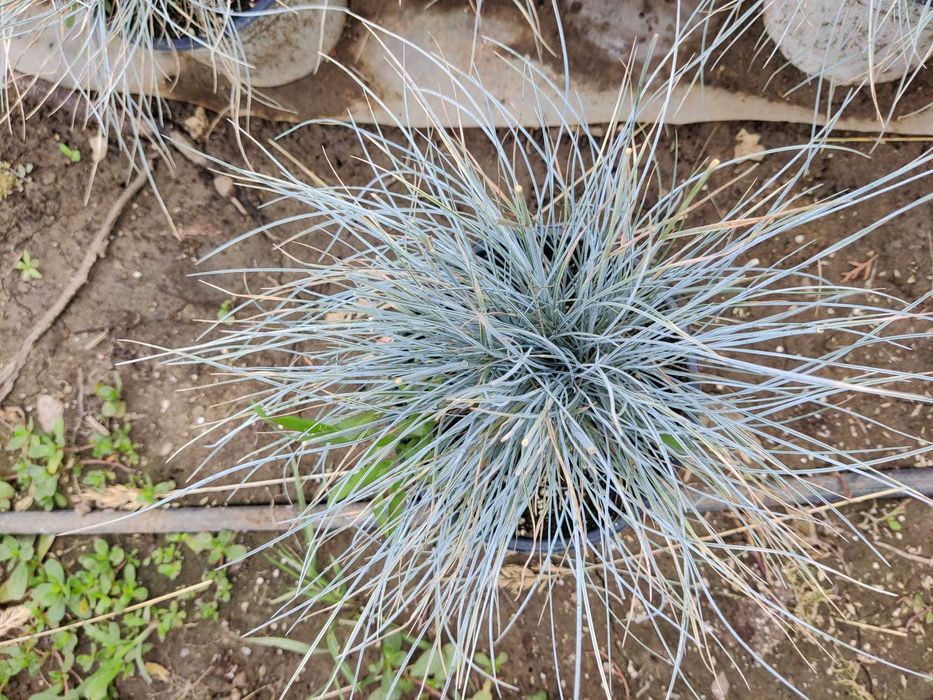 Vindem Iarba Pampas Roz/Alb anul 2/ Iarba albastra anul 2/ Lavanda ...