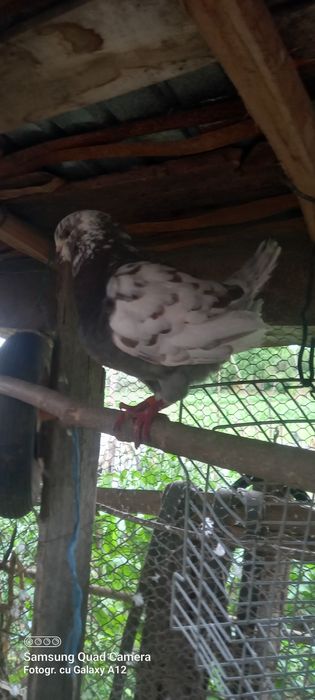 Porumbei King Corobai • OLX.ro