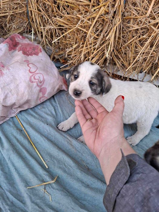 Catelusi spre adoptie Chizatau • OLX.ro