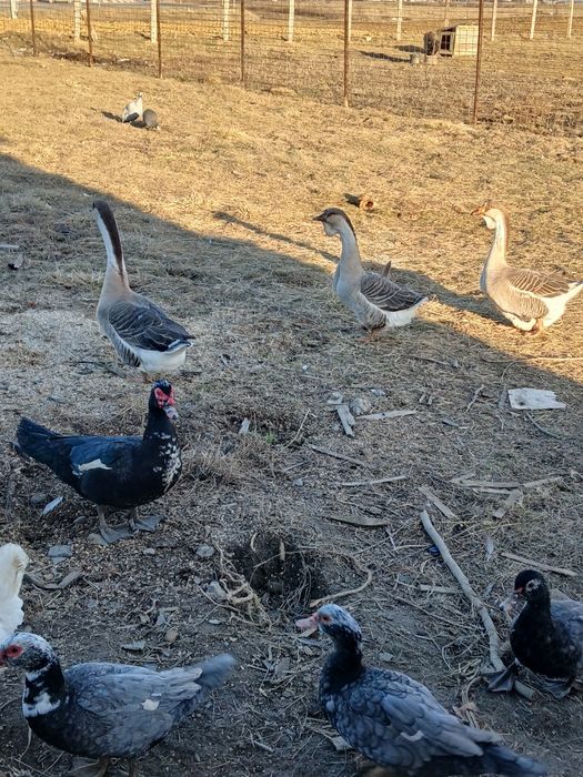 Gaste și rate mute Tohanu Nou • OLX.ro