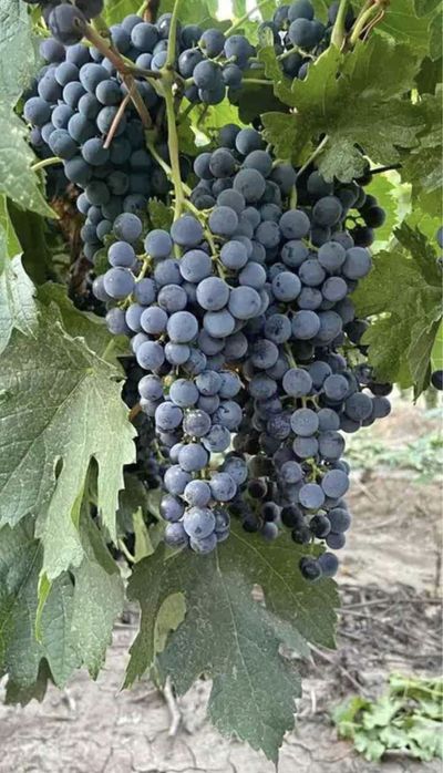 Struguri de vin transportam in toata tara Odobesti • OLX.ro