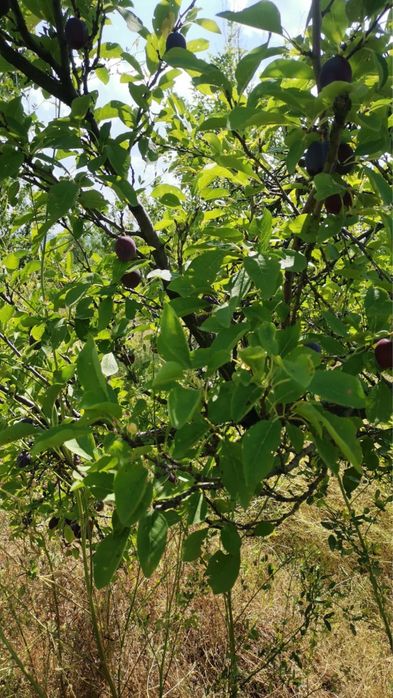 Prune din livada proprie Vaslui • OLX.ro