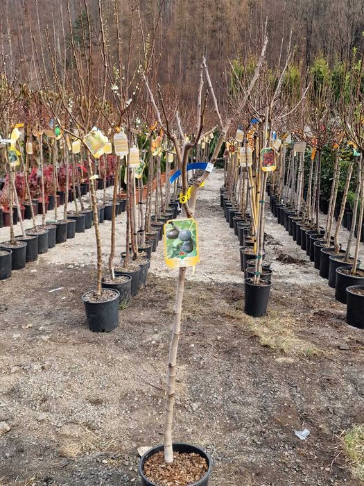 Smochin ( ficus carica ) Pomi Fructiferi La Ghiveci Ilfov Chitila • OLX.ro