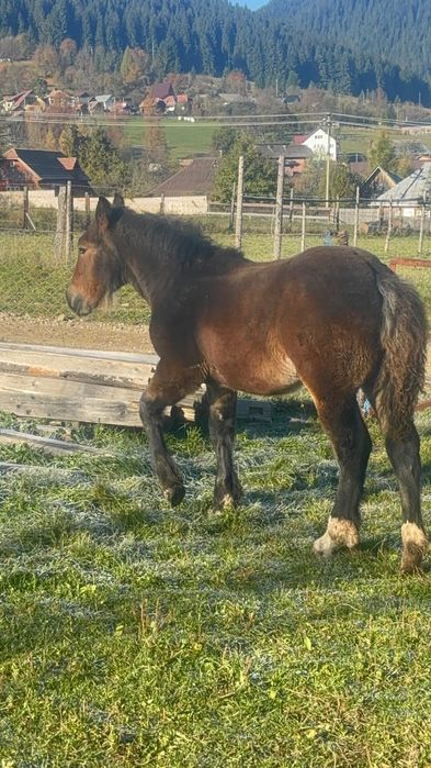 Vând iapa cu mânză Campulung Moldovenesc • OLX.ro