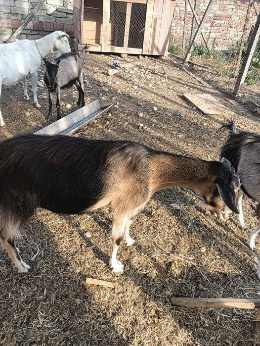 Vând 4 capre 2 tinere Paulis • OLX.ro