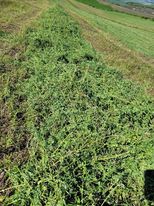 Baloti lucerna infoliati Cozma • OLX.ro