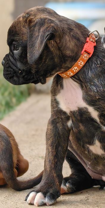 Catel Boxer German Radu Negru • OLX.ro