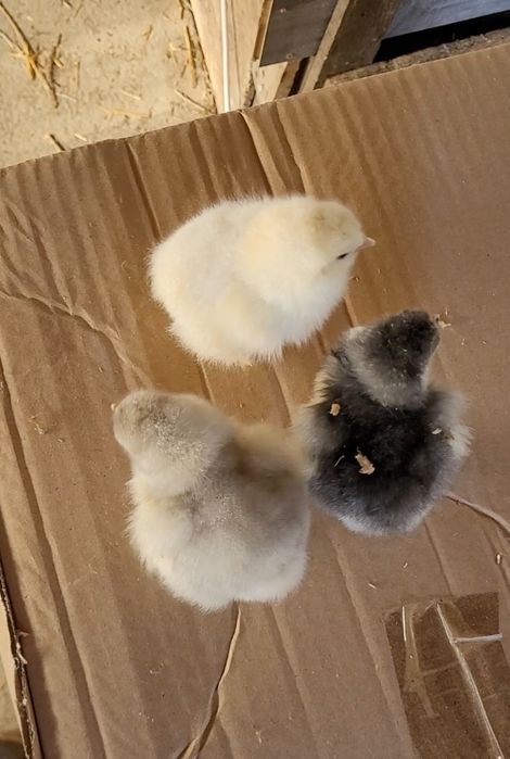 Vând pui brahma albastru,negru și splash Puscasi • OLX.ro