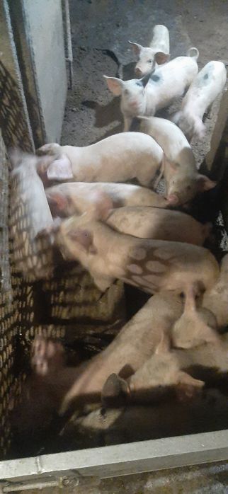Продавам две малки женски прасенца около 35-40 кг. за угояване гр. Стара Загора Самара 3 • OLX.bg