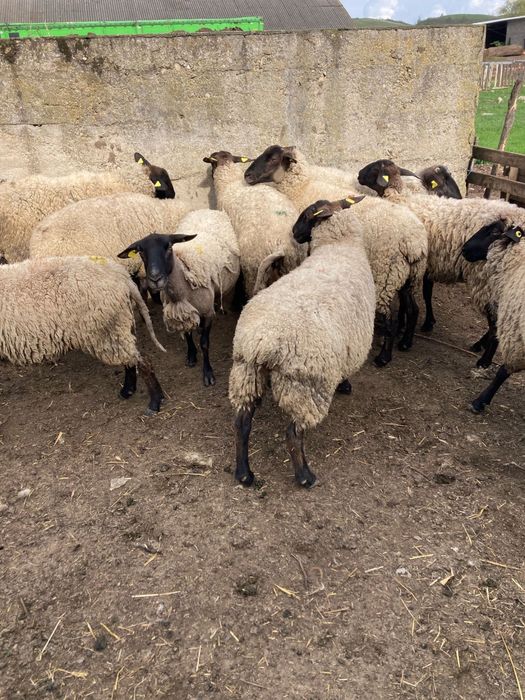 Vand 10 oi rasa metis suffolk Pianu • OLX.ro