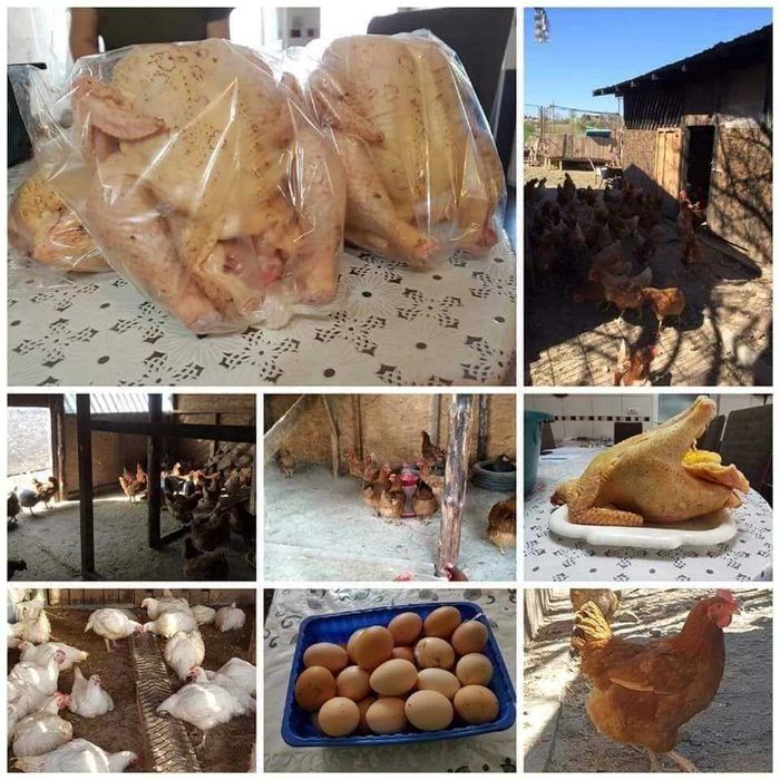 Pui de curte (pui, rate, bibilici, gaste, curcani) Bucuresti Sectorul 6 ...