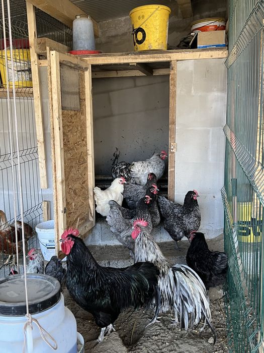 Oua de incubat rasa Austrolop , Wyandotte , New Hampshire Nasaud • OLX.ro