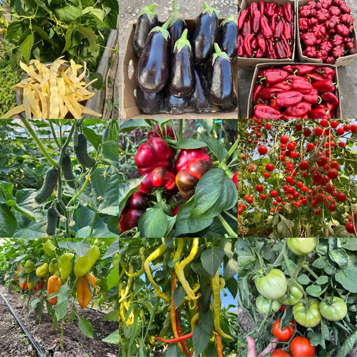 Rasad ardei, rosii, vinete, castraveti, telina | rasaduri legume 2024 ...