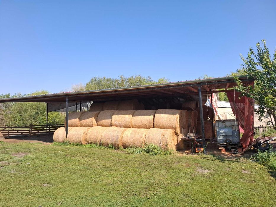 Vand ferma la tara in judetul Timis Satchinez • OLX.ro