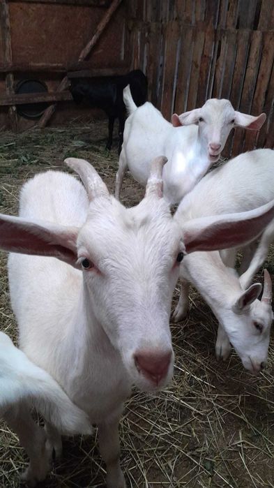 Vand 15 capre din rasa Saanen, 9 iedute 2024 si un tap Anglo-Nubian Voinesti • OLX.ro