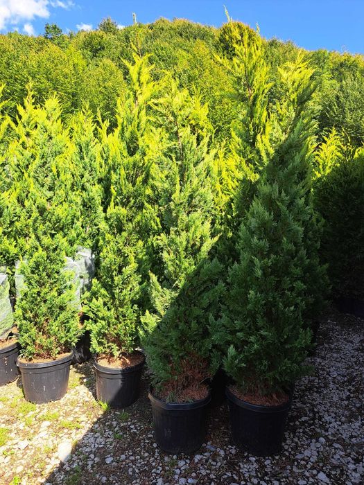 Brazi si multe alte plante la preturi de productor Berceni • OLX.ro