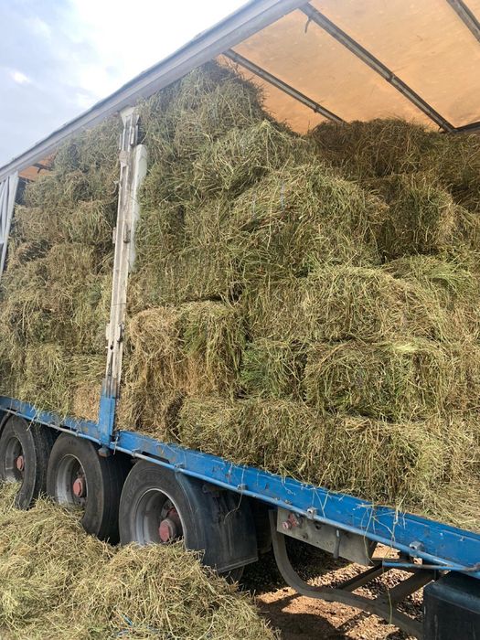 Baloti de lucerna și fân Ionesti • OLX.ro