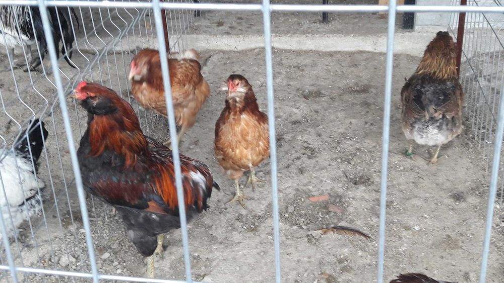 Vand pasari rasa Araucana rasa pura + alte rase de pasari Berca • OLX.ro