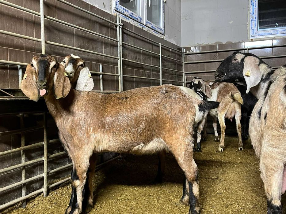 Capre iede tapi, anglonubiene, anglo nubian cu CERTIFICAT DE ORIGINE ...