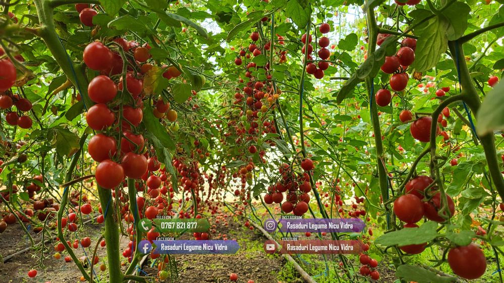 Vand Rasad | Rasaduri Rosii Cherry si Diverse Specialitati 2024 ...
