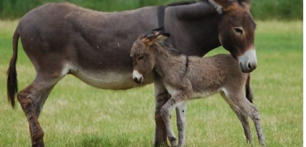 Lapte de măgariță - PREMIUM Cluj-Napoca • OLX.ro